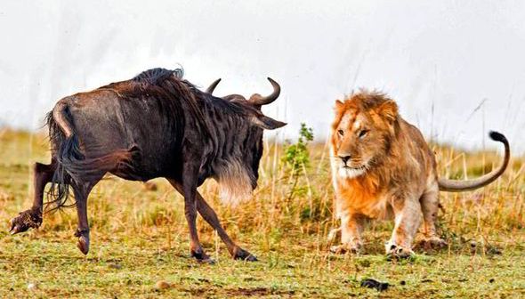Running scared of Beale – A lion doesn’t run from a wildebeest